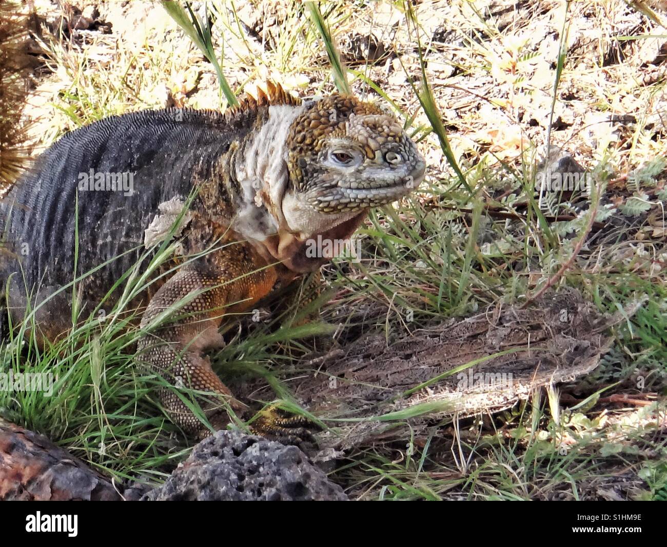 Iguane terrestre galapagos Banque de photographies et d’images à haute ...