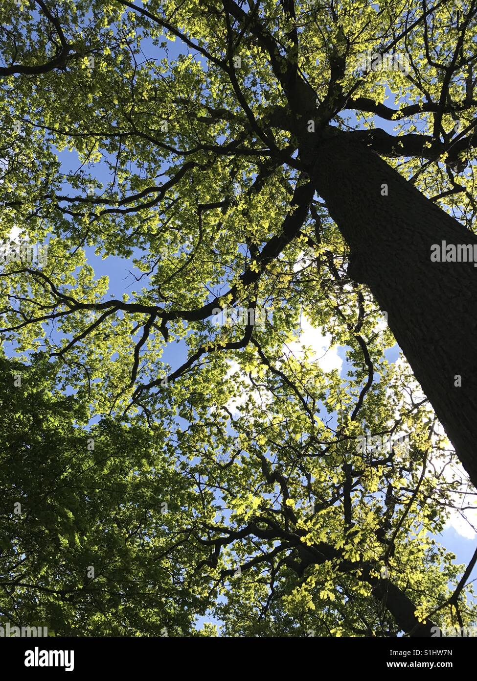 Homme d'arbre Banque de photographies et d’images à haute résolution ...