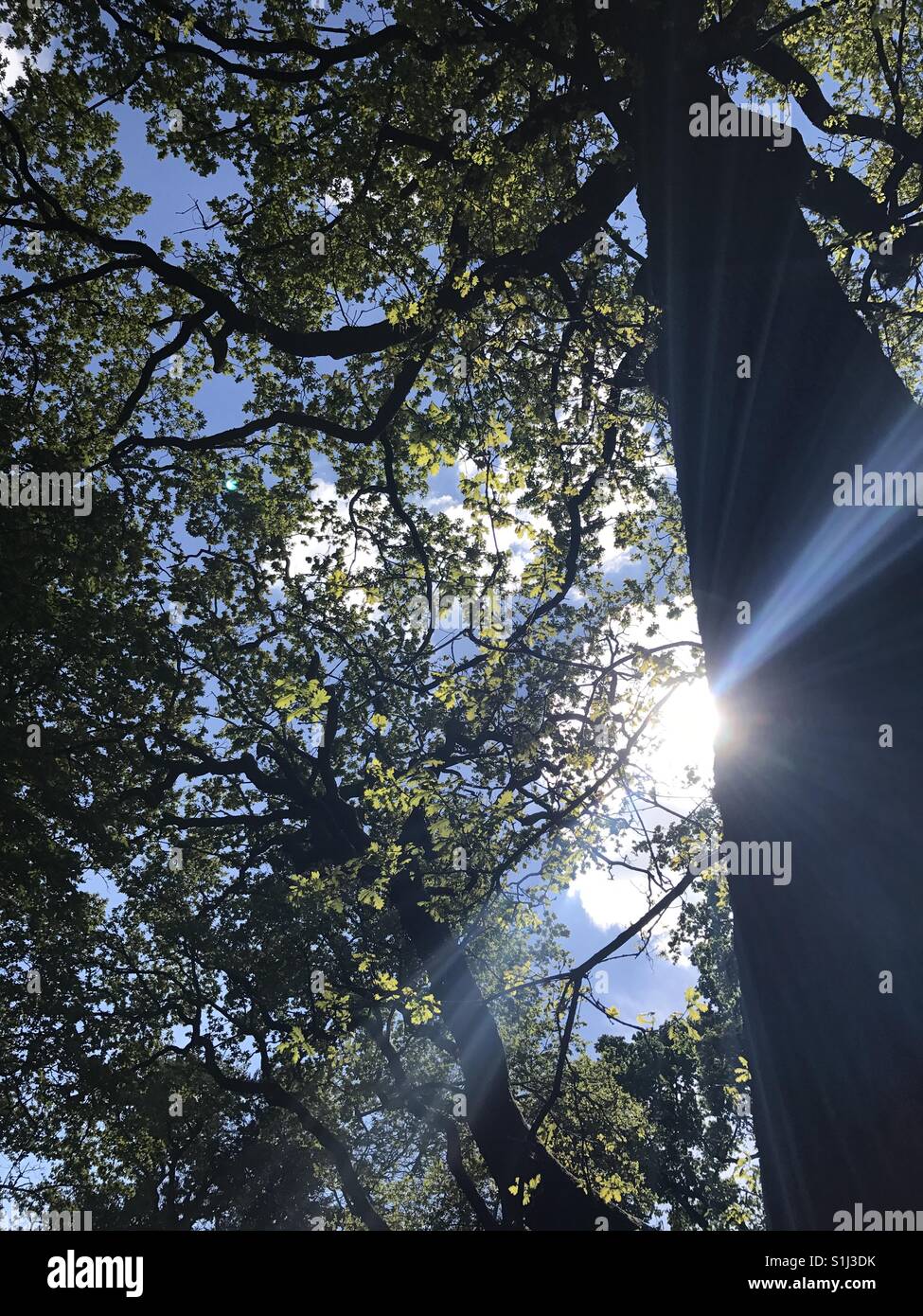 Homme arbre Banque de photographies et d’images à haute résolution - Alamy
