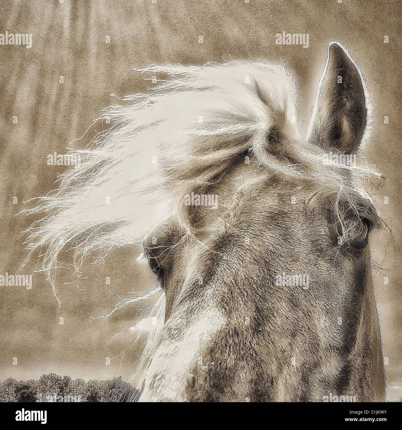 Oreille de cheval Banque de photographies et d’images à haute ...