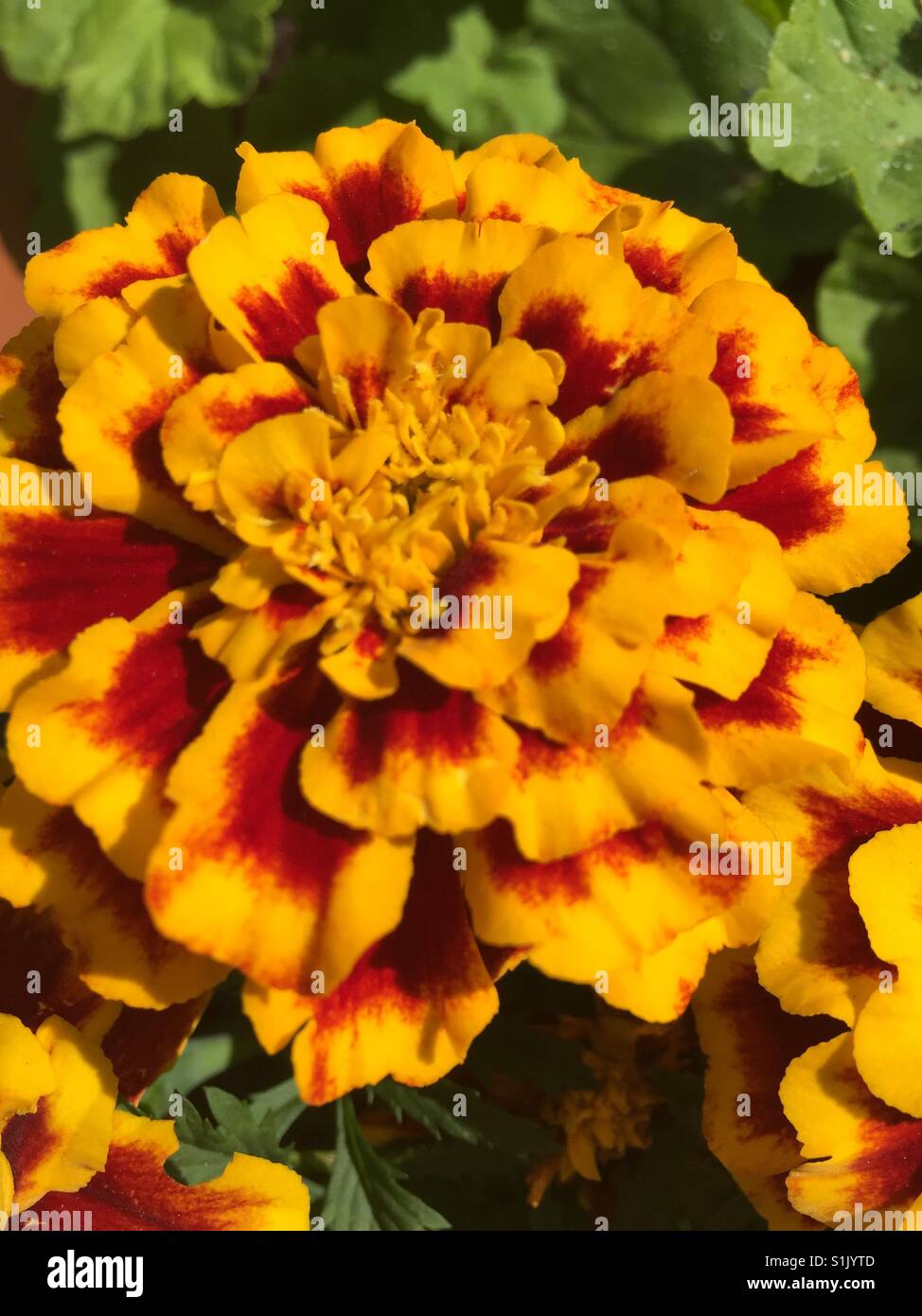 Fleur jaune et orange Banque de photographies et d’images à haute ...