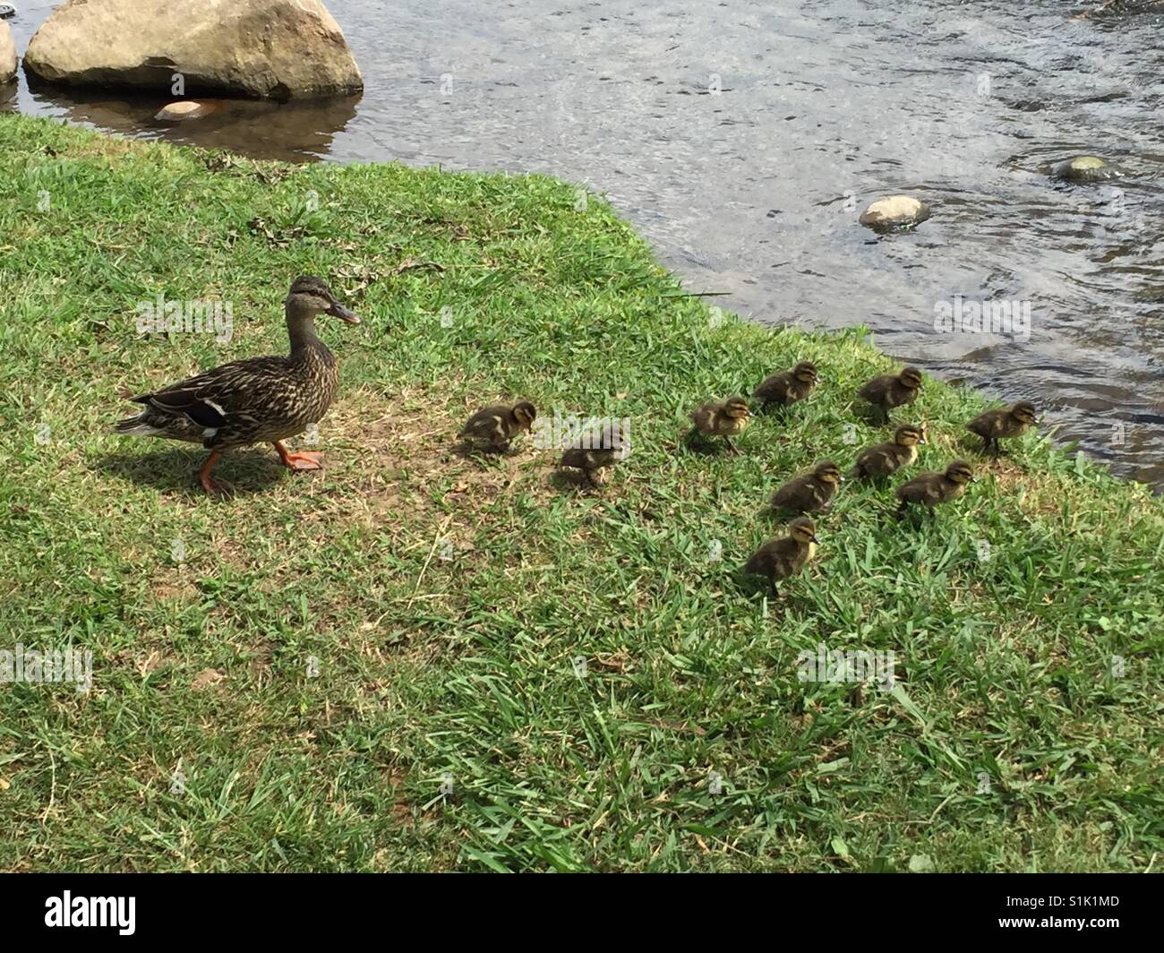 Maman canard avec des canetons Banque de photographies et d’images à ...