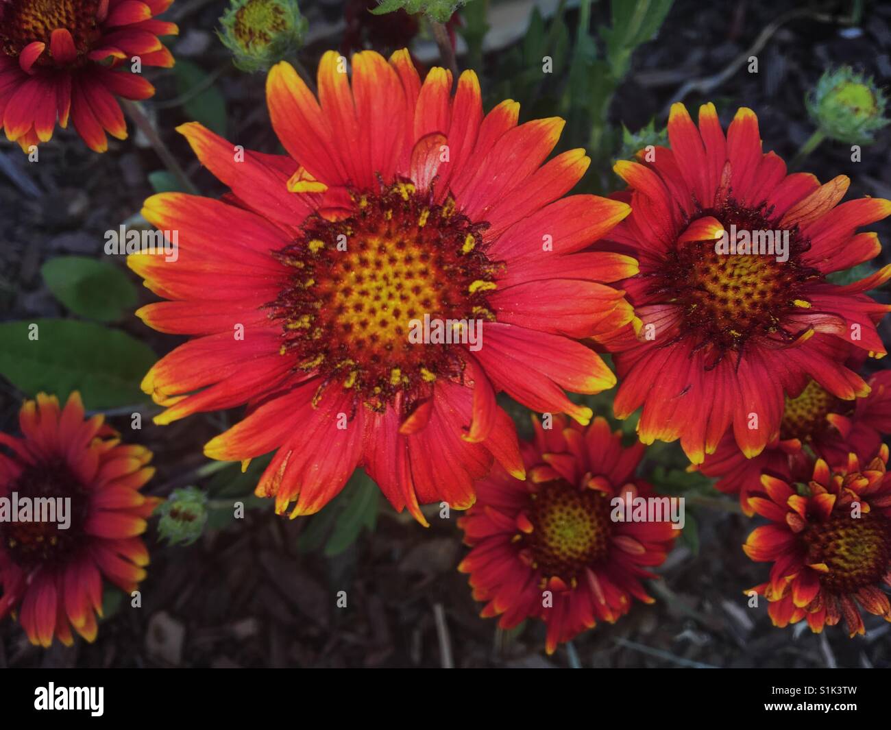 Fleurs rouges et jaunes Banque de photographies et d’images à haute ...