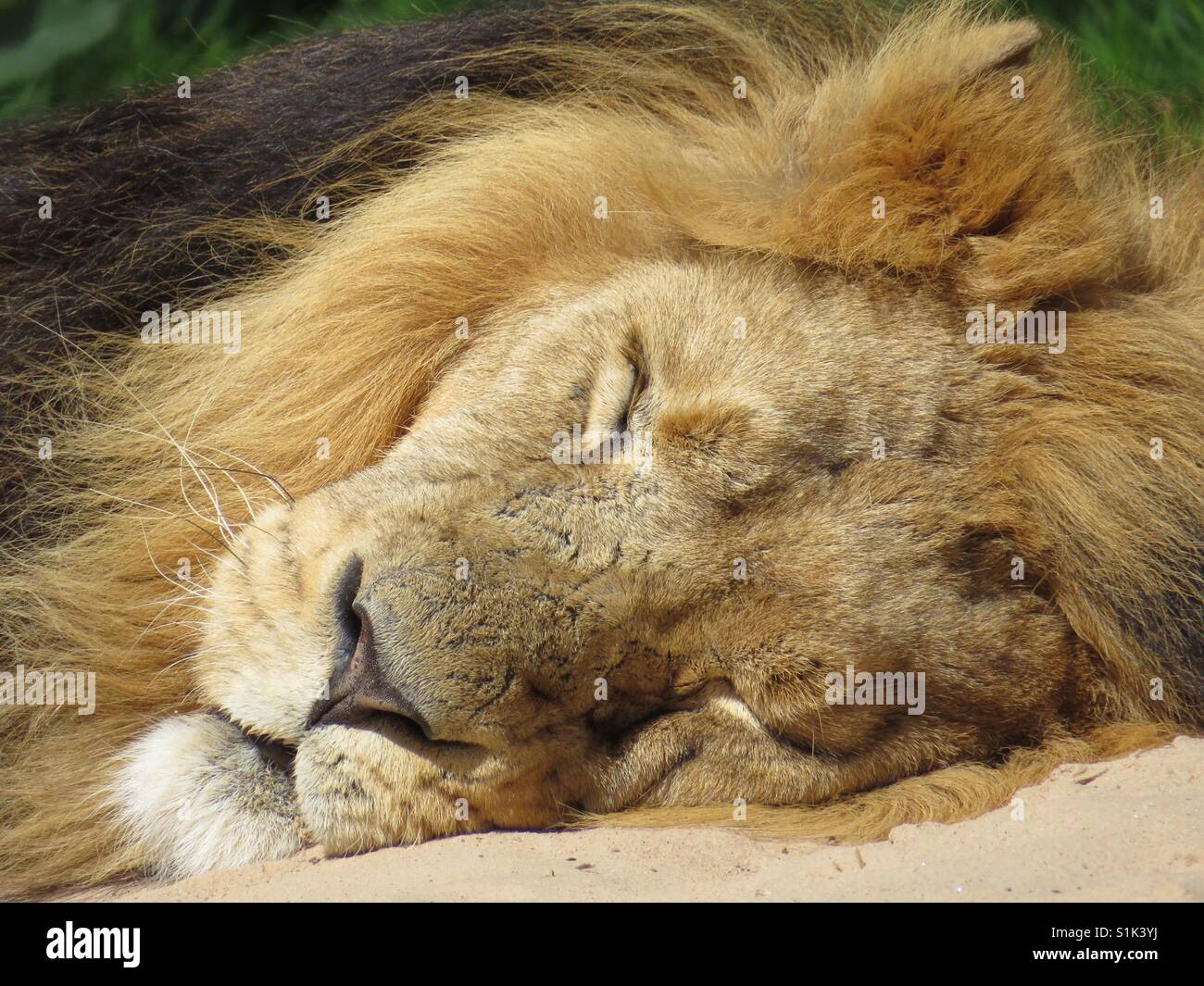 Lion endormi Banque de photographies et d’images à haute résolution - Alamy