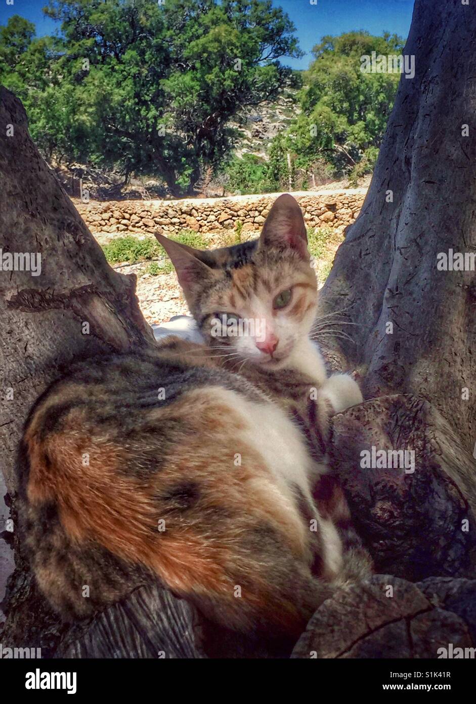 Chat dans un arbre Banque de photographies et d’images à haute ...