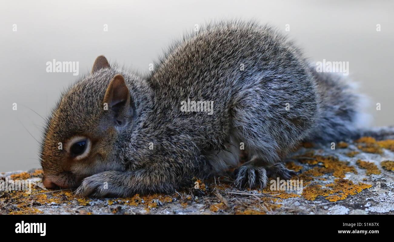 Baby squirrel Banque de photographies et d’images à haute résolution ...