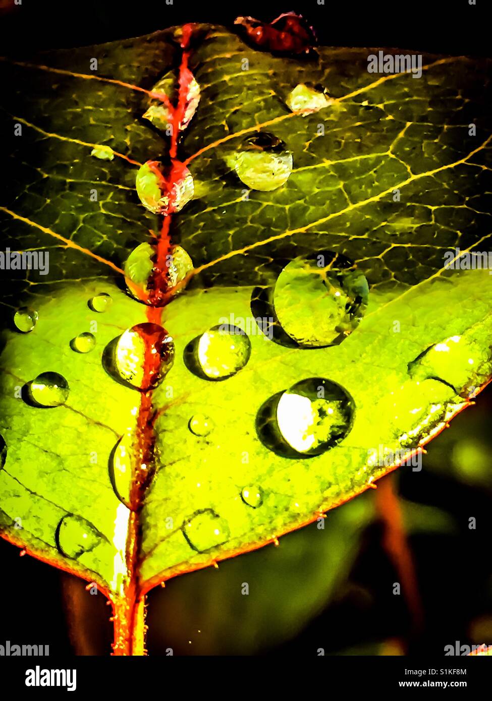 Morphologie des feuilles Banque de photographies et d’images à haute ...