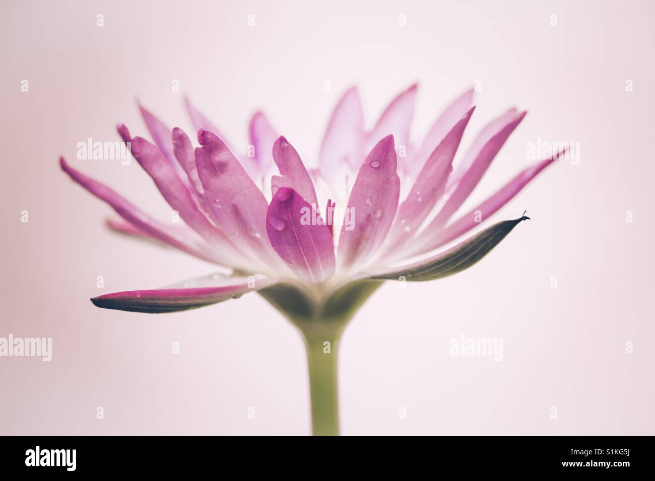 Fleurs de lotus en plein essor Banque de photographies et d’images à ...