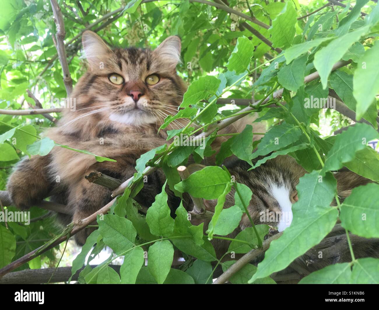 Chat dans un arbre Banque de photographies et d’images à haute ...