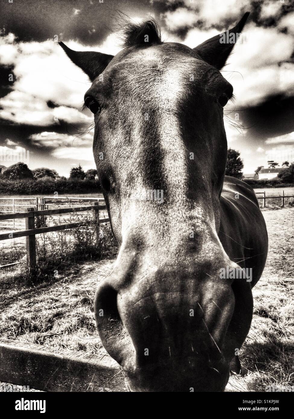 Cheval Noir Banque d'image et photos - Alamy