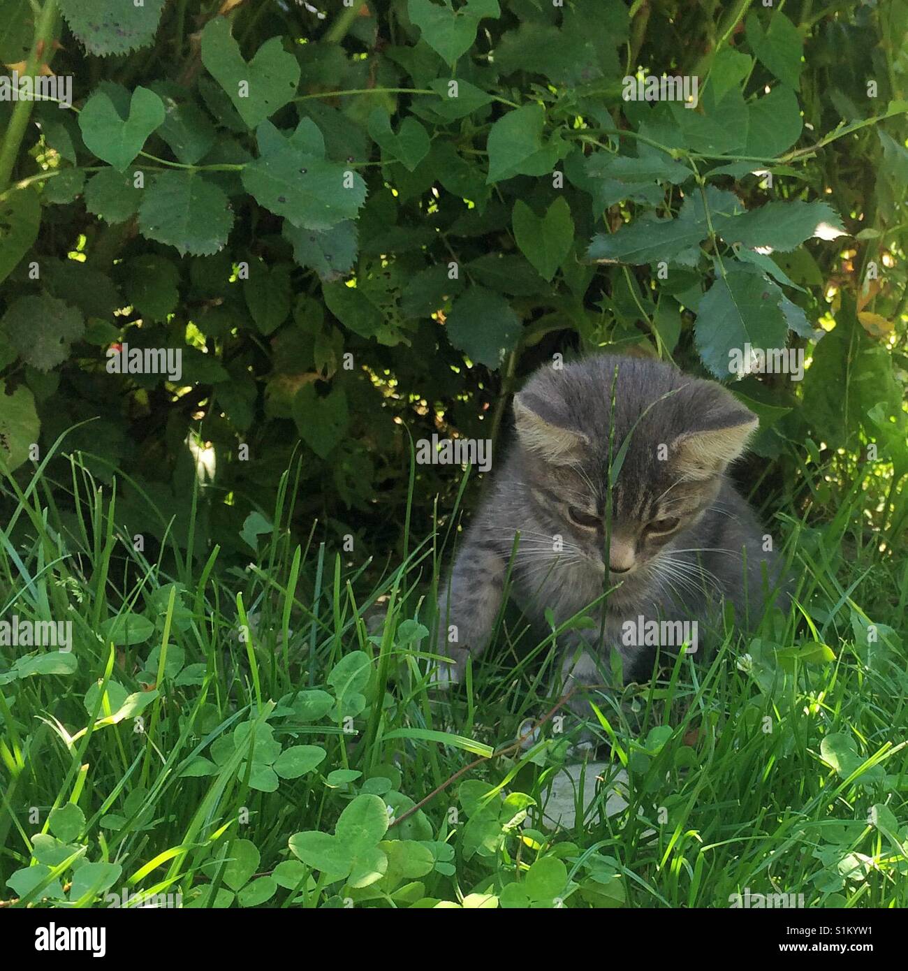 Chat qui joue Banque de photographies et d’images à haute résolution ...