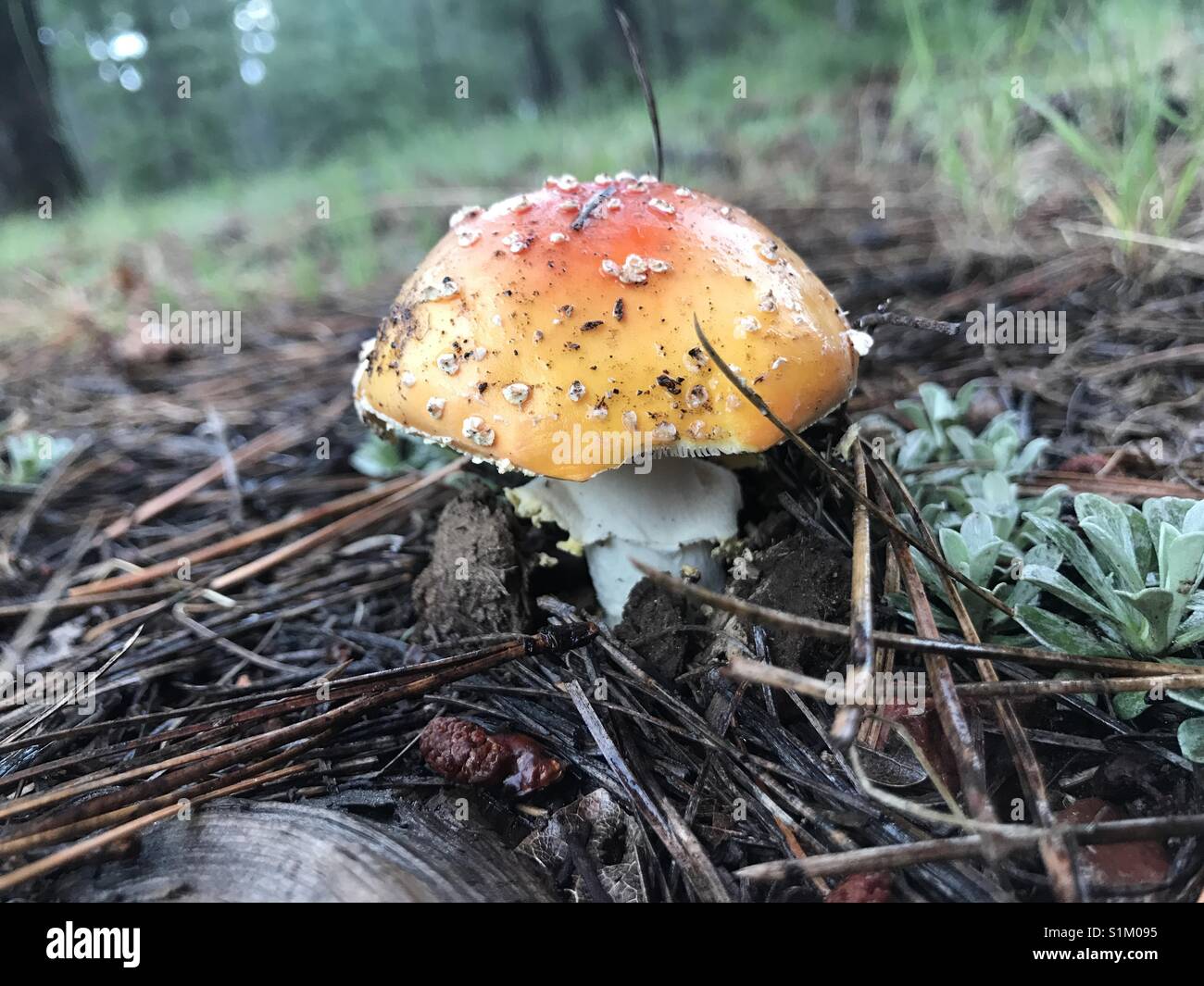 Champignon orange Banque de photographies et d’images à haute ...
