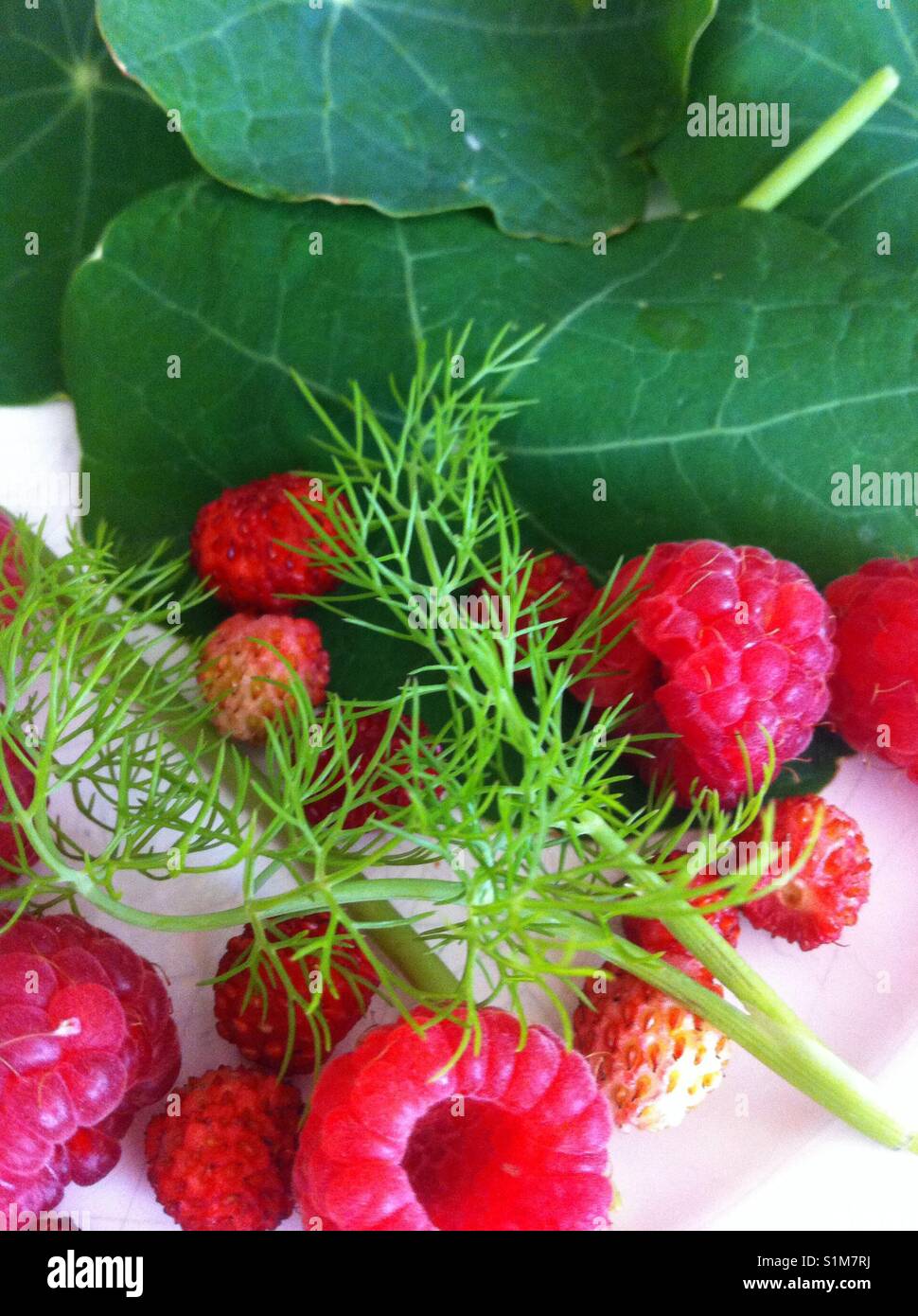 Fruits de jardin Banque de photographies et d’images à haute résolution ...
