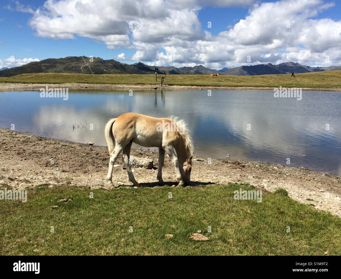 Lac de cheval Banque de photographies et d’images à haute résolution ...