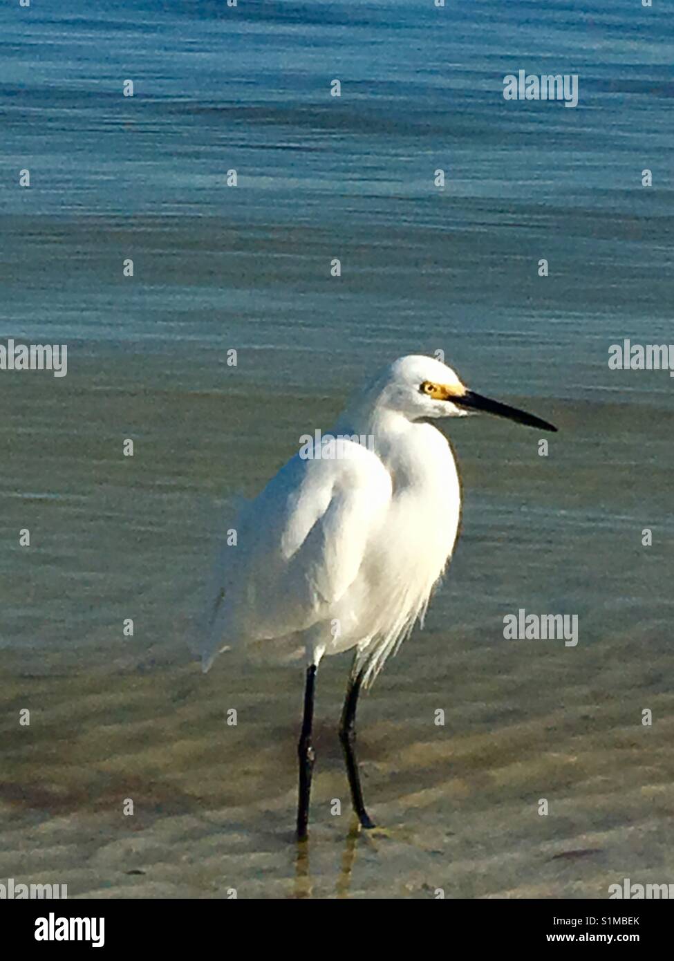 Faune de plage Banque de photographies et d’images à haute résolution ...