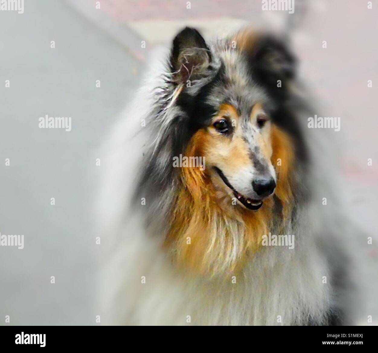 Longhair collie Banque de photographies et d’images à haute résolution ...