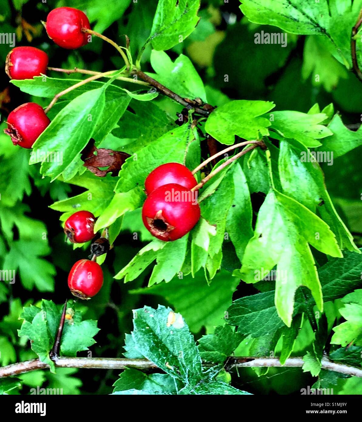 Baies de haies toxiques Banque de photographies et d’images à haute ...
