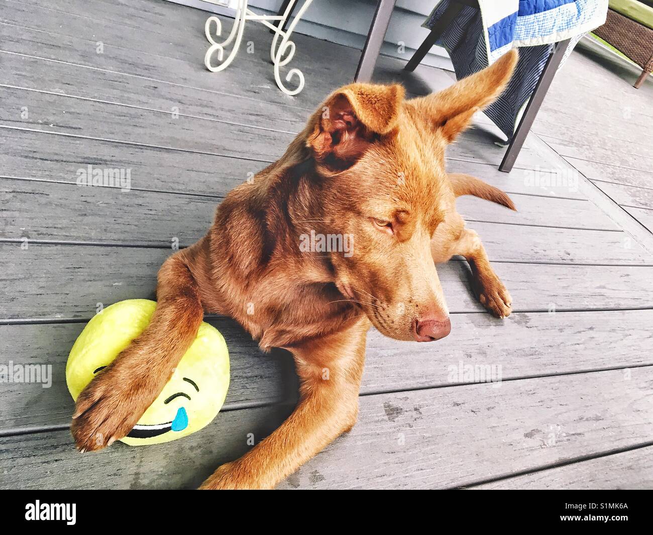 Chien emoji Banque de photographies et d’images à haute résolution - Alamy