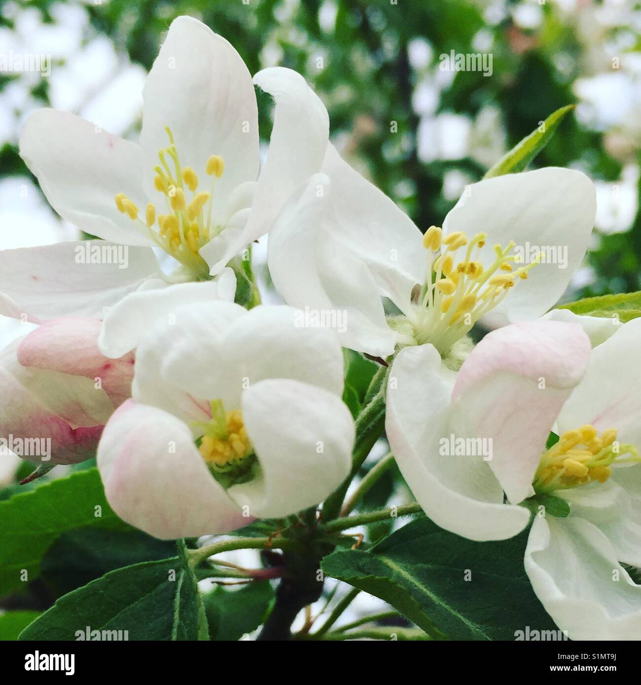 Fleurs de pommetier blanches Banque de photographies et d’images à ...