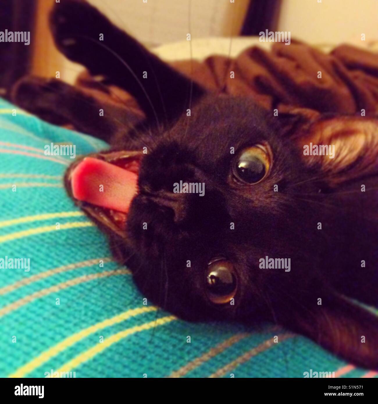 Chat heureux Banque de photographies et d’images à haute résolution - Alamy