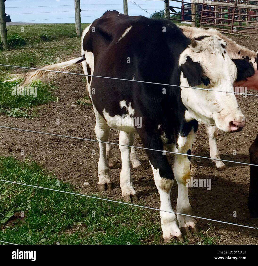 Vache noire Banque de photographies et d’images à haute résolution - Alamy