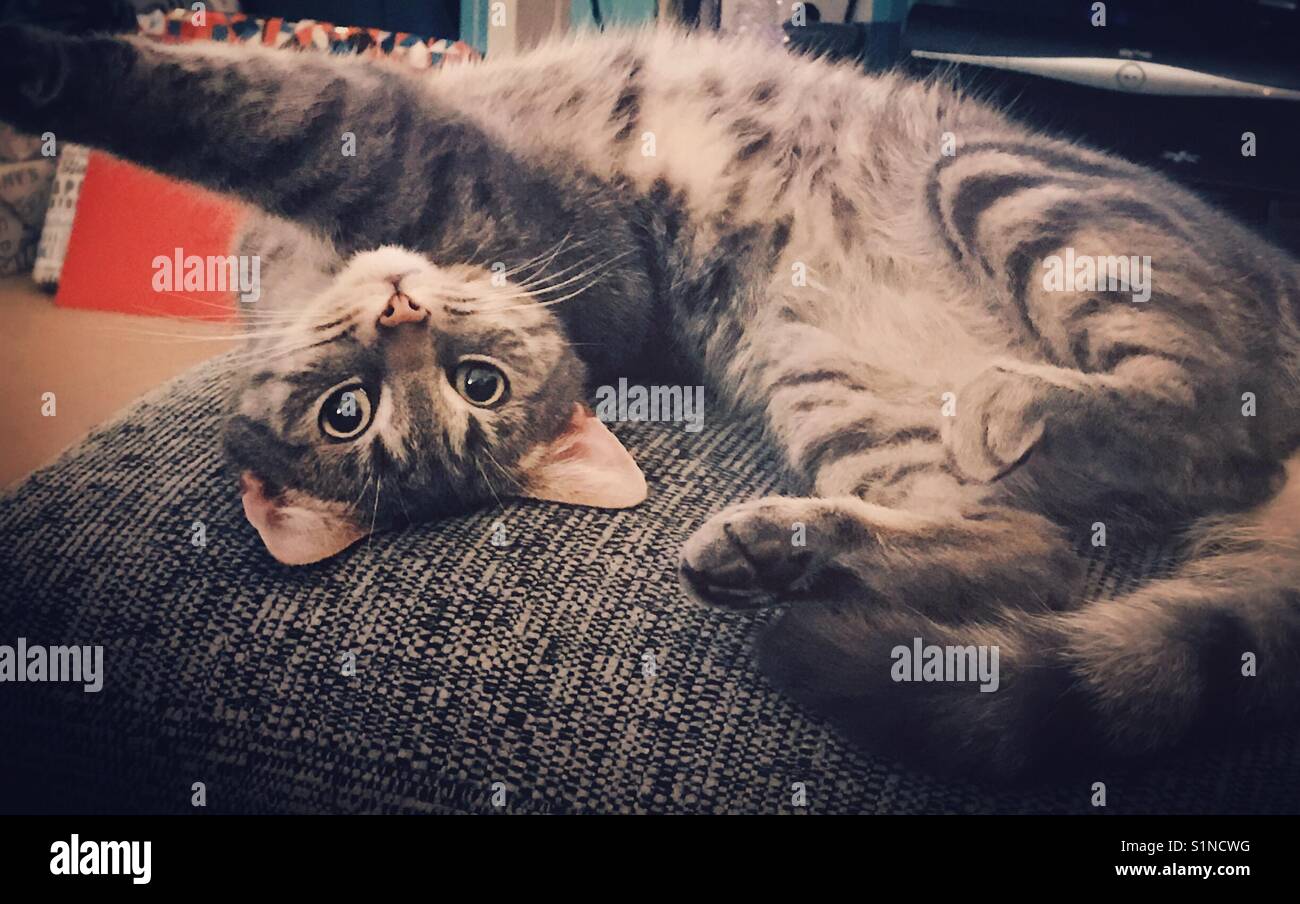 Chat idiot Banque de photographies et d’images à haute résolution - Alamy