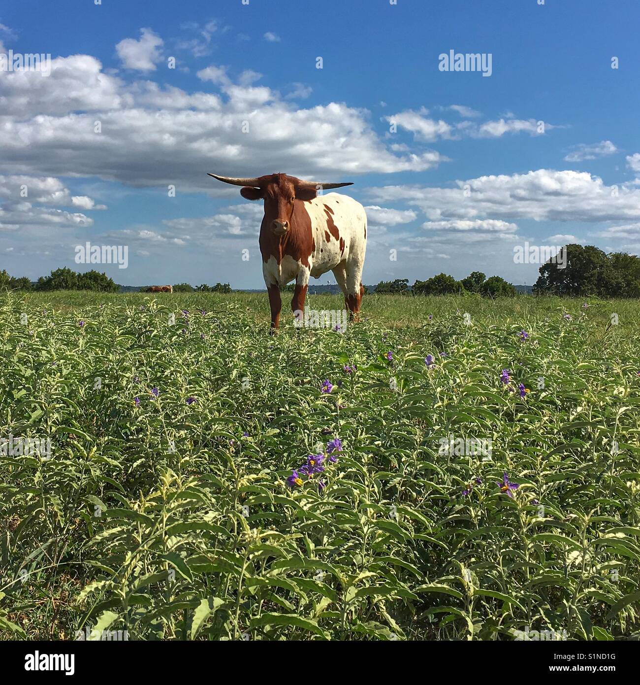 Texas Longhorn Cow Banque d'image et photos - Alamy