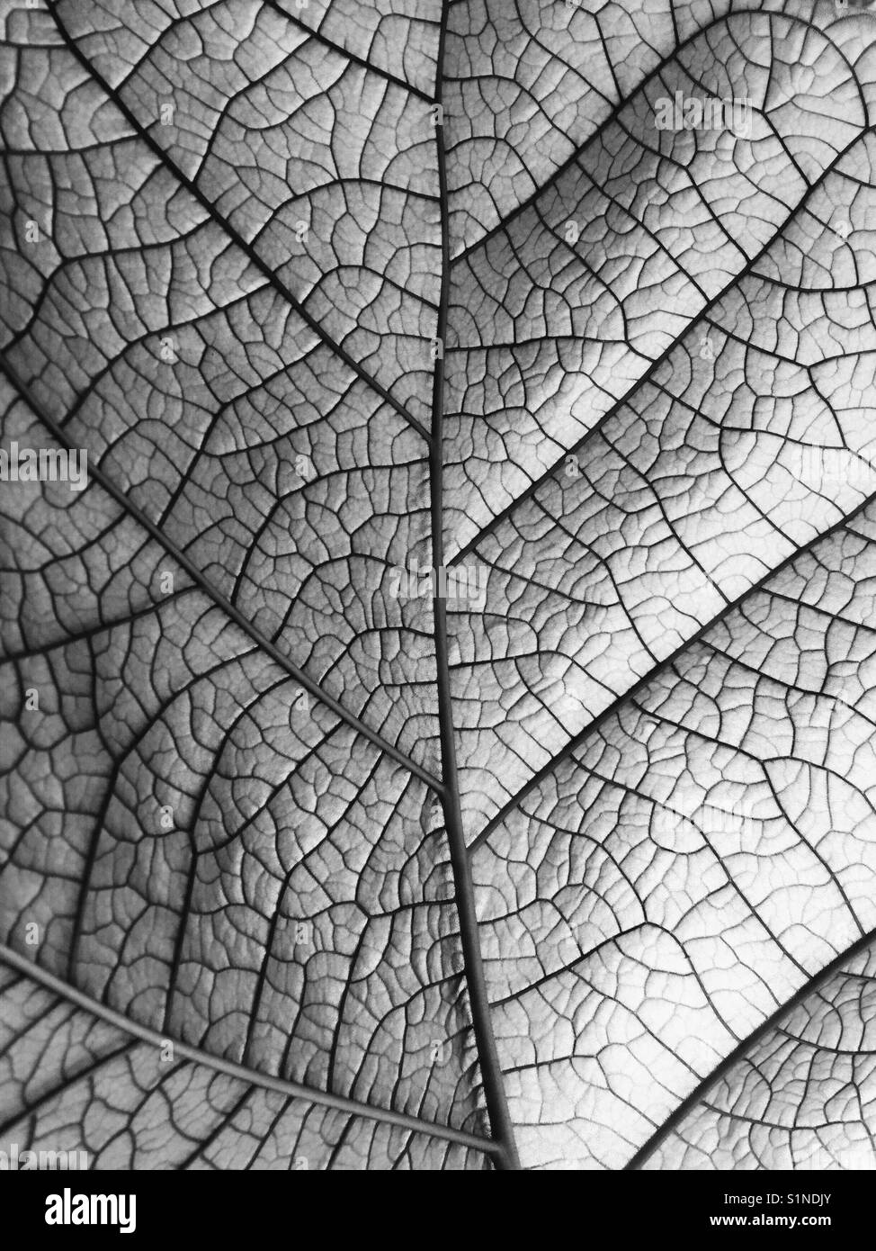 Structure des nervures des feuilles Banque d'images noir et blanc - Alamy