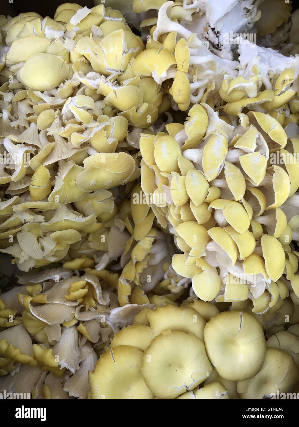 Champignon jaune Banque de photographies et d’images à haute résolution ...