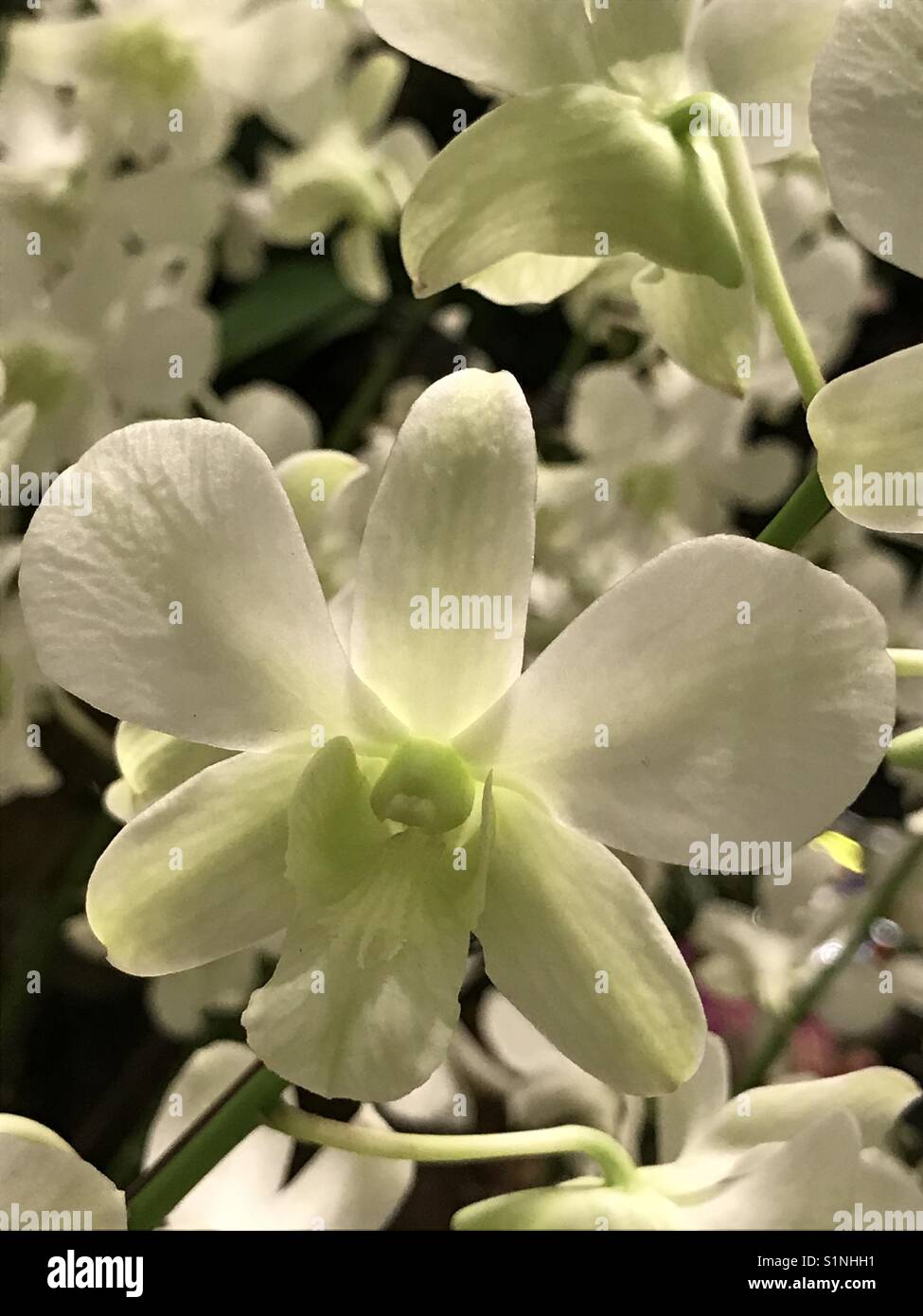 Fleur verte Banque de photographies et d’images à haute résolution - Alamy