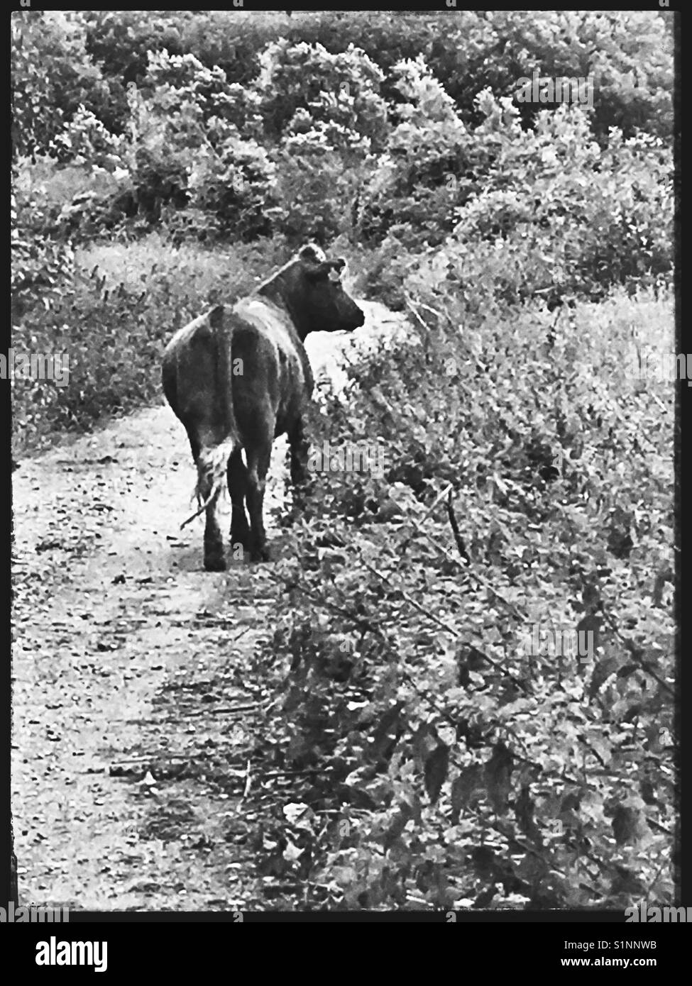 Piste rurale Banque de photographies et d’images à haute résolution - Alamy