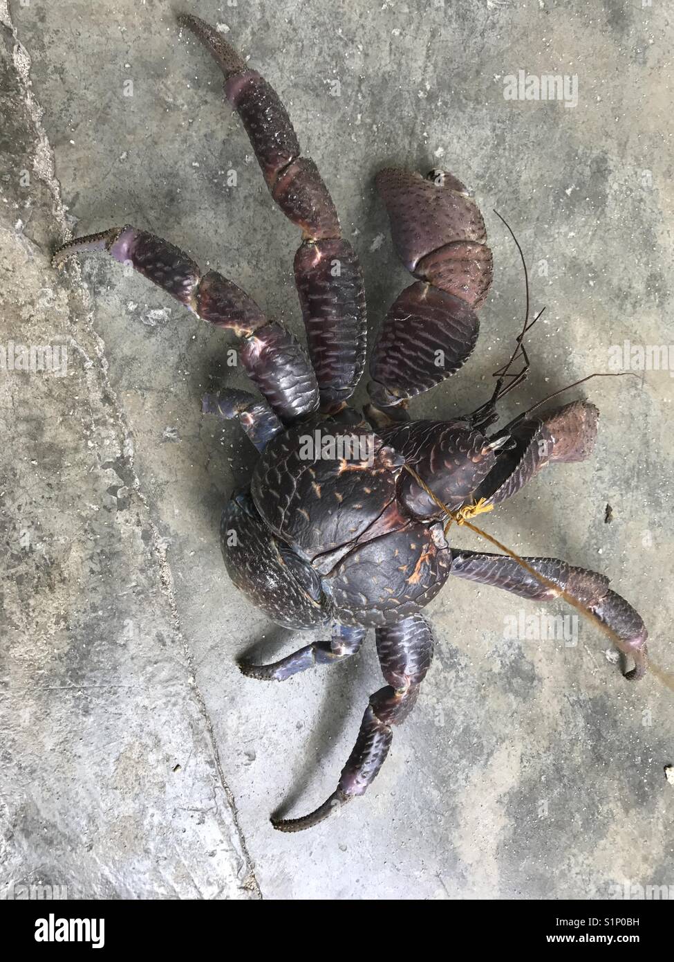 Coco crabe Banque de photographies et d’images à haute résolution - Alamy