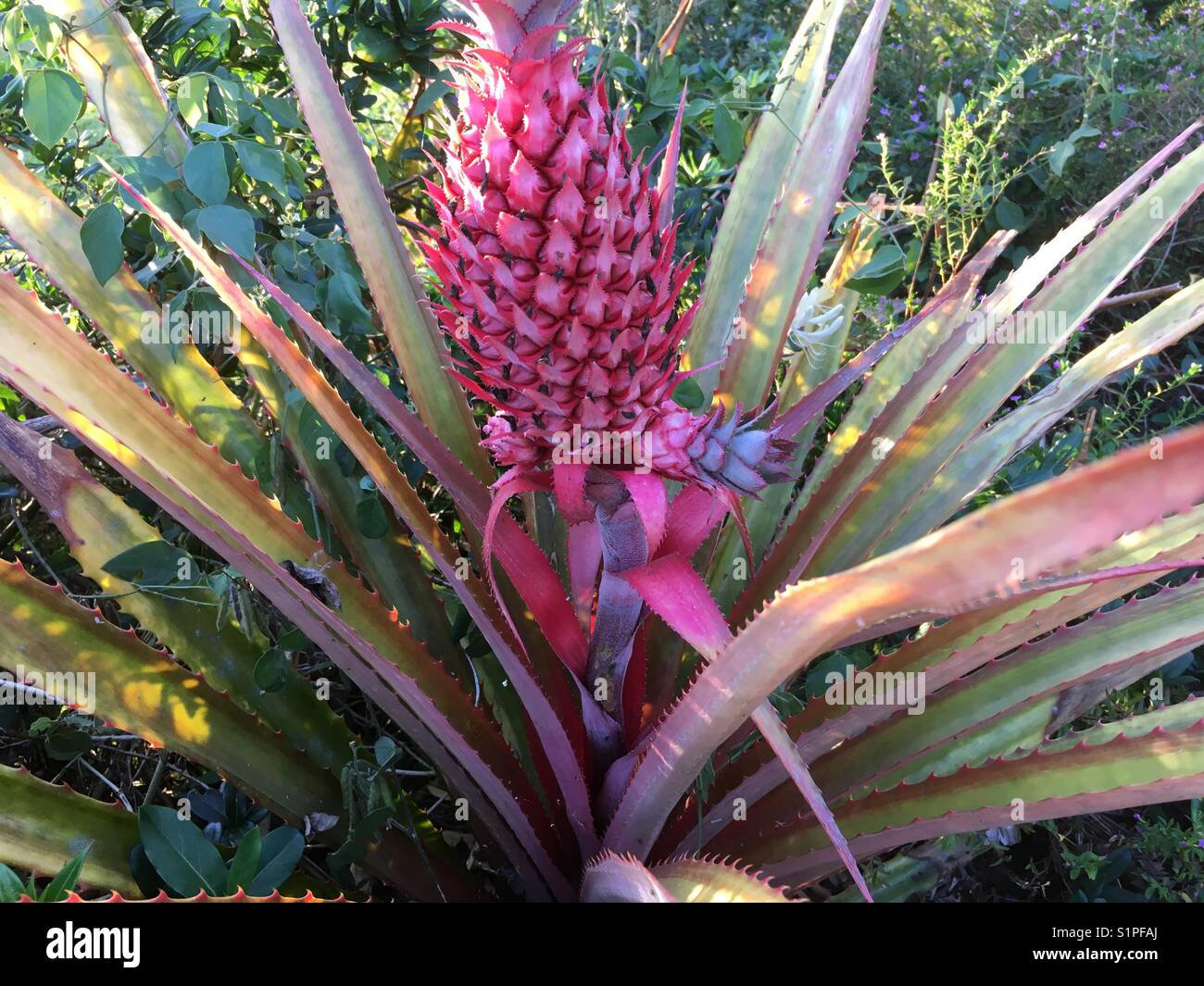 épines de plantes roses Banque de photographies et d’images à haute ...