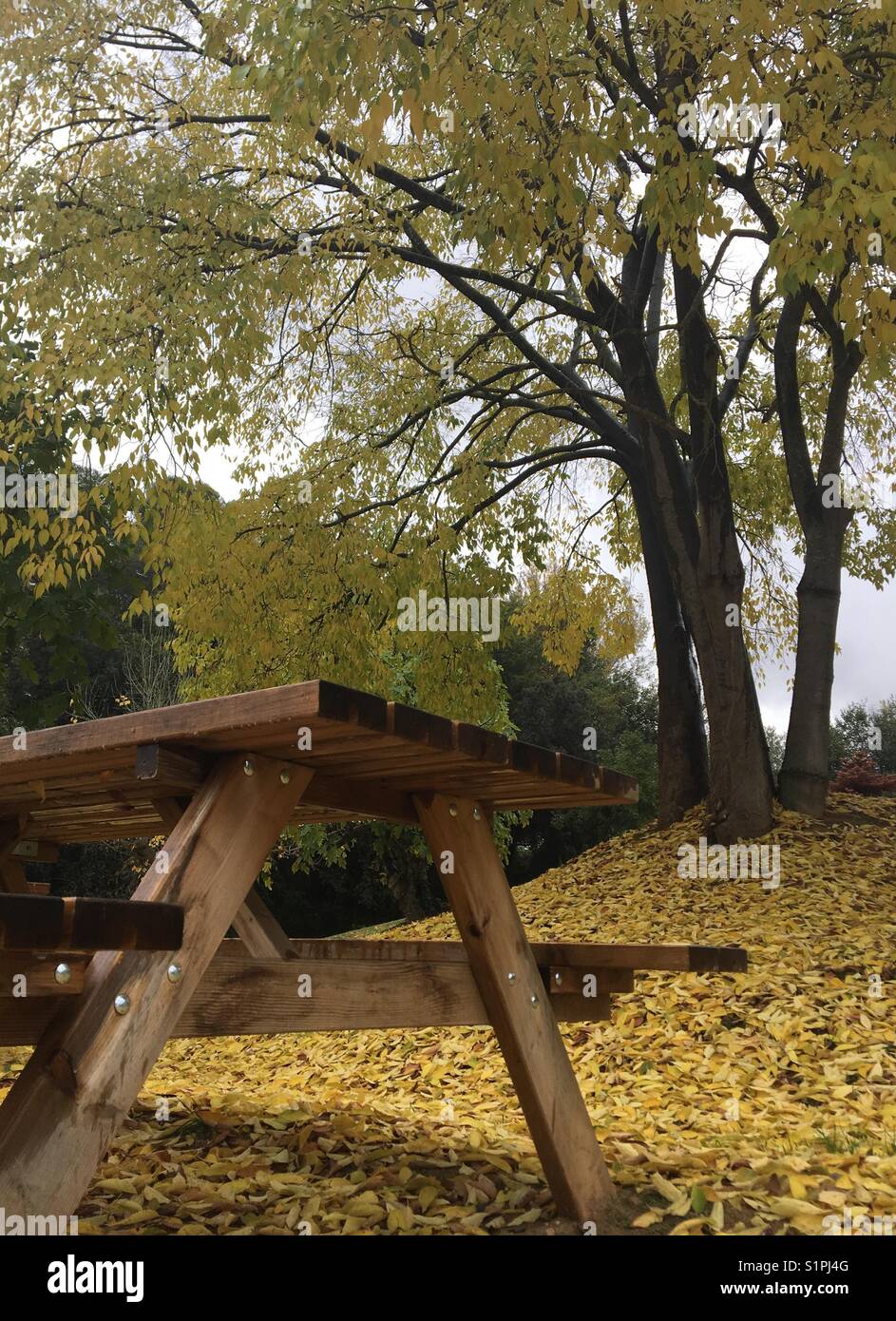 Atum tree Banque de photographies et d’images à haute résolution - Alamy