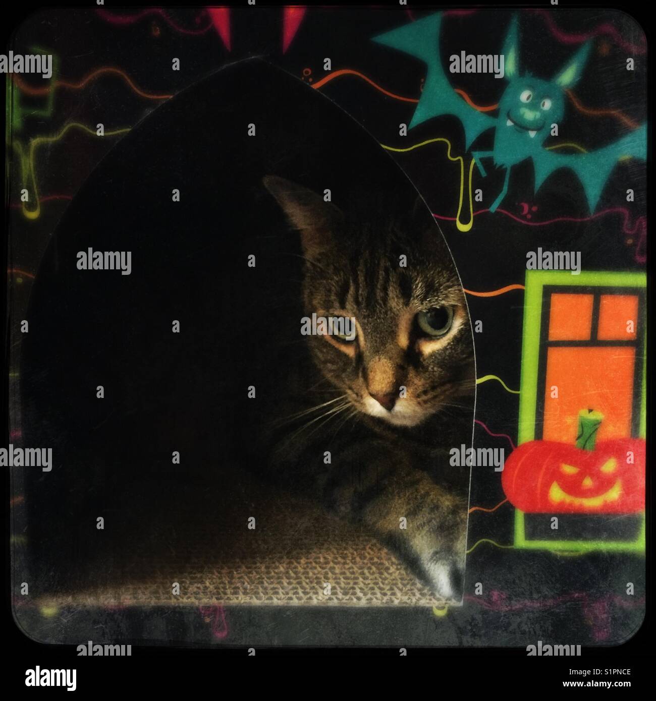 Chat dans la maison photos et images smartphone de stock - Alamy