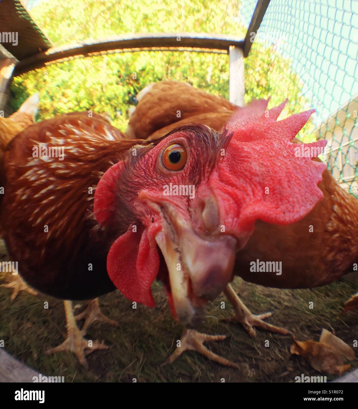 Rhode island red hen Banque de photographies et d’images à haute ...