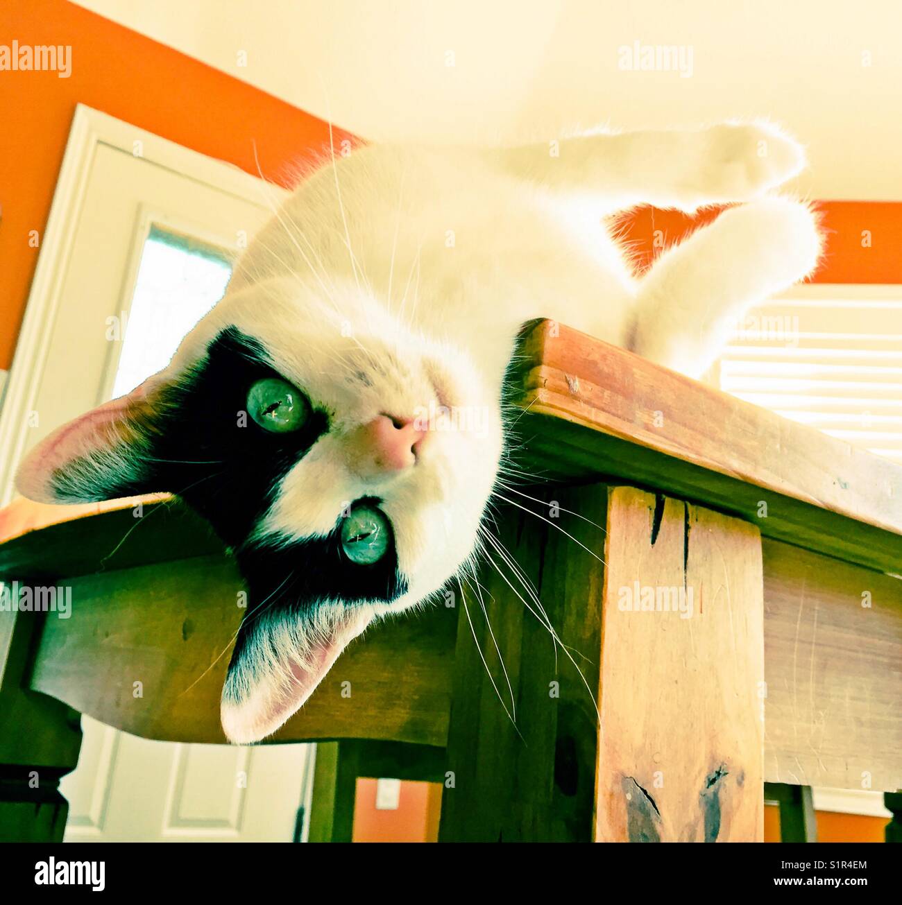 Chat sur table Banque de photographies et d’images à haute résolution ...