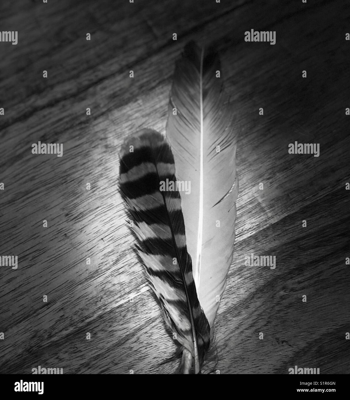 Deux plumes Banque de photographies et d’images à haute résolution - Alamy