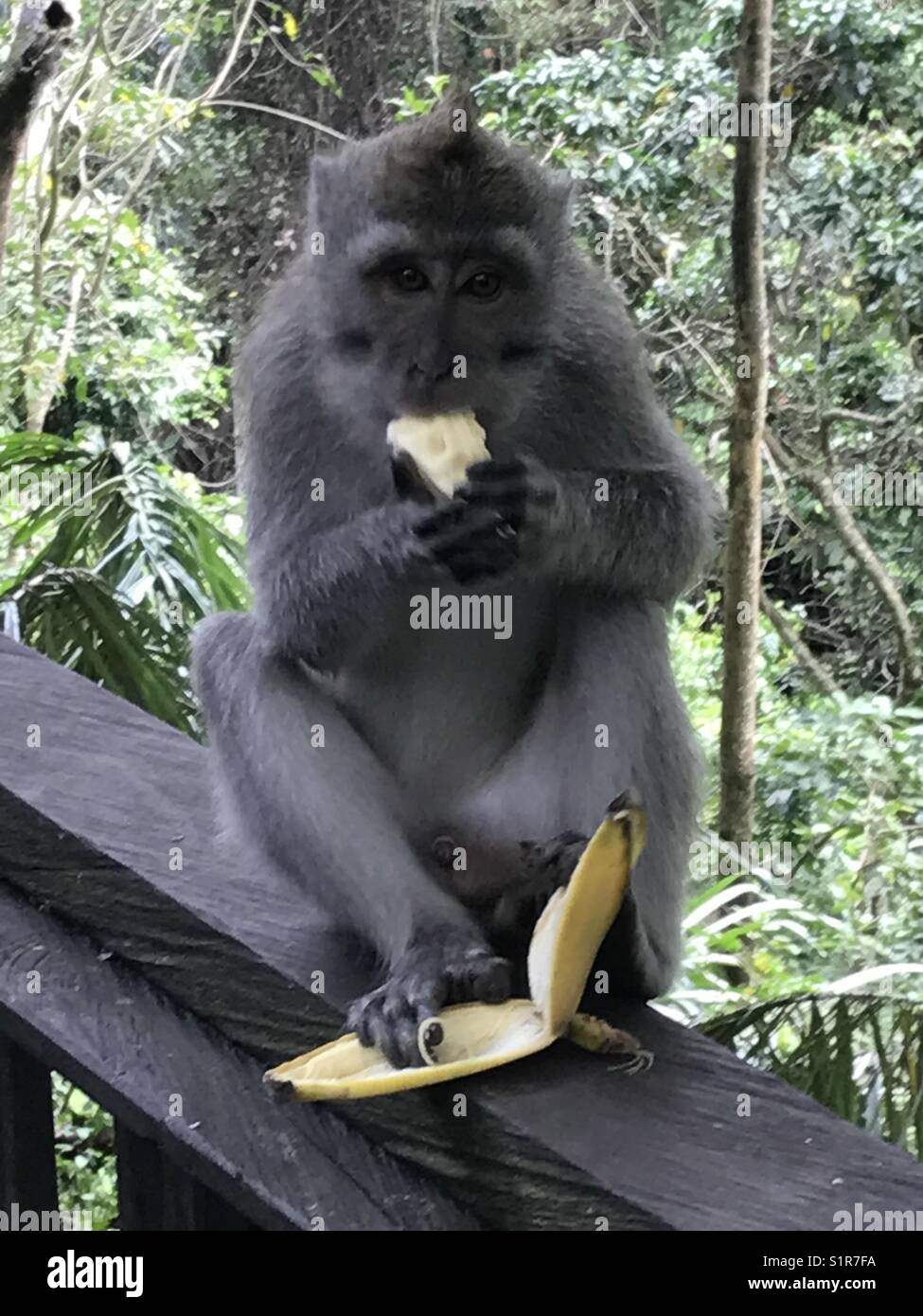 Monkey manger une banane, la forêt des singes à Ubud bali Photo Stock ...