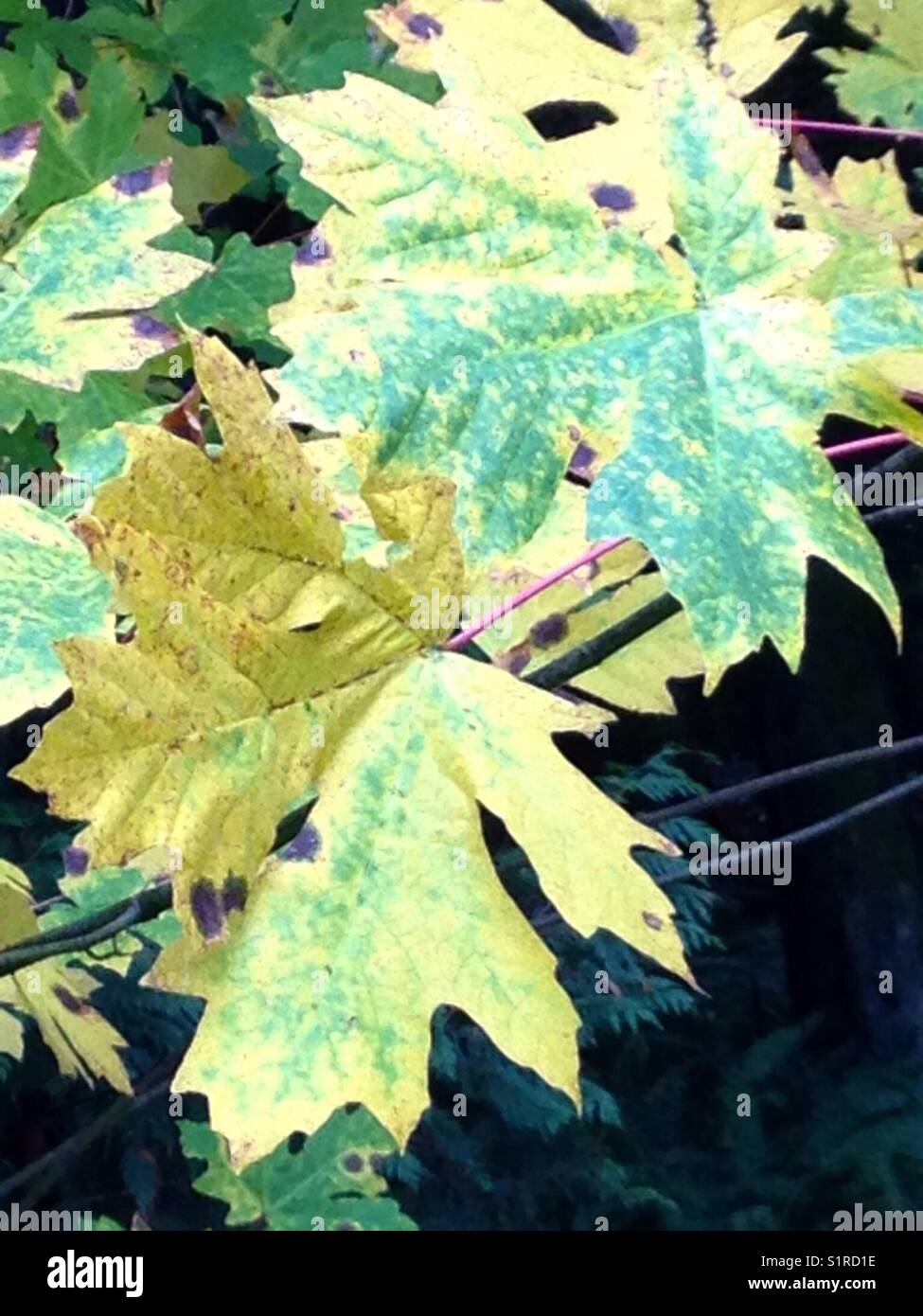 50 nuances de vert Banque de photographies et d’images à haute ...