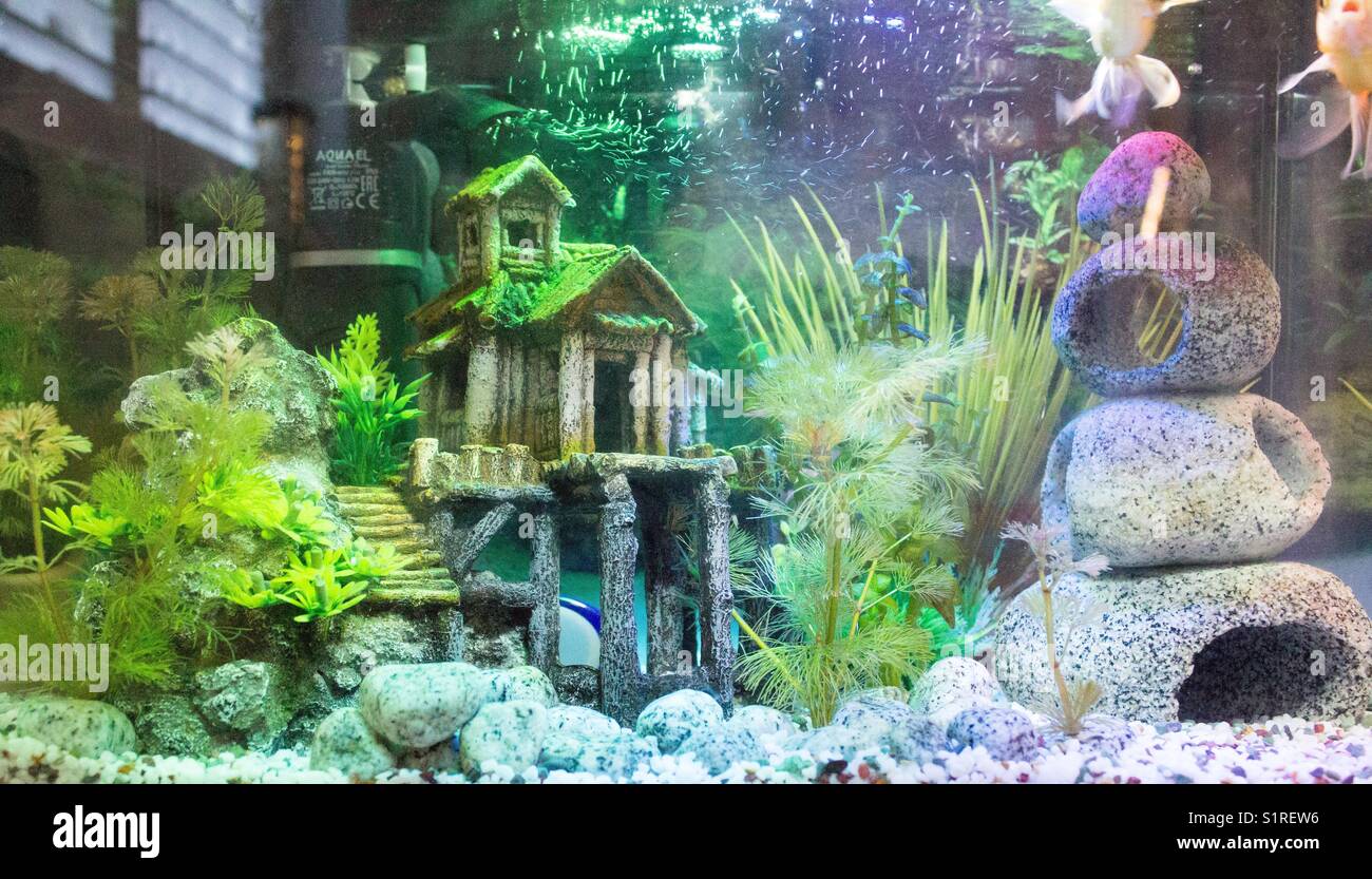 Aquarium De Poisson Rouge Banque d'image et photos - Alamy