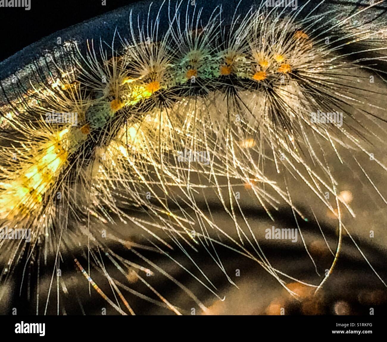 Fuzzy caterpillar Banque de photographies et d’images à haute ...