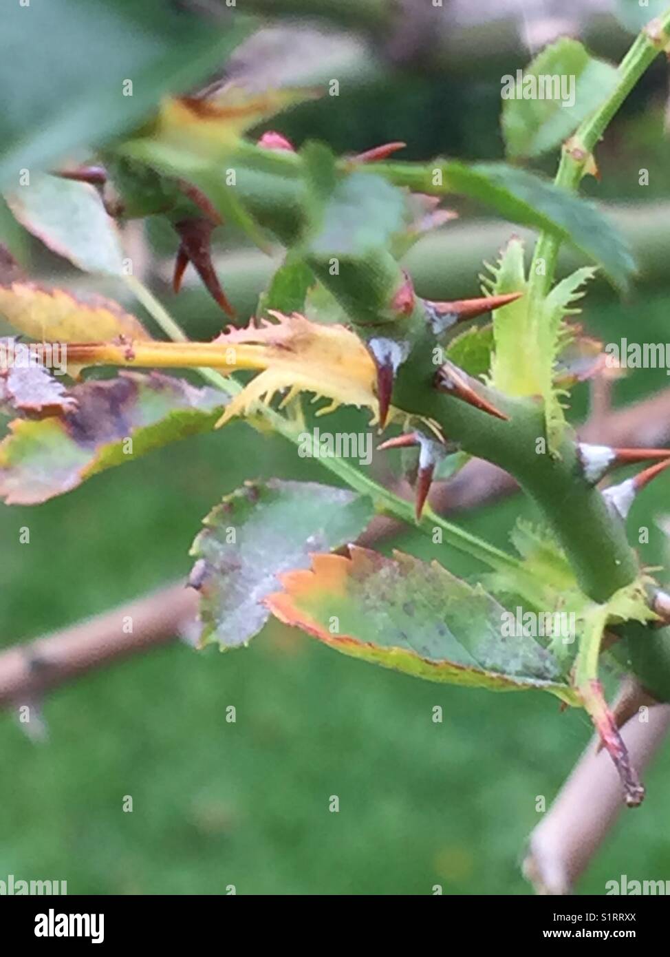 Épines de roses Banque de photographies et d’images à haute résolution ...