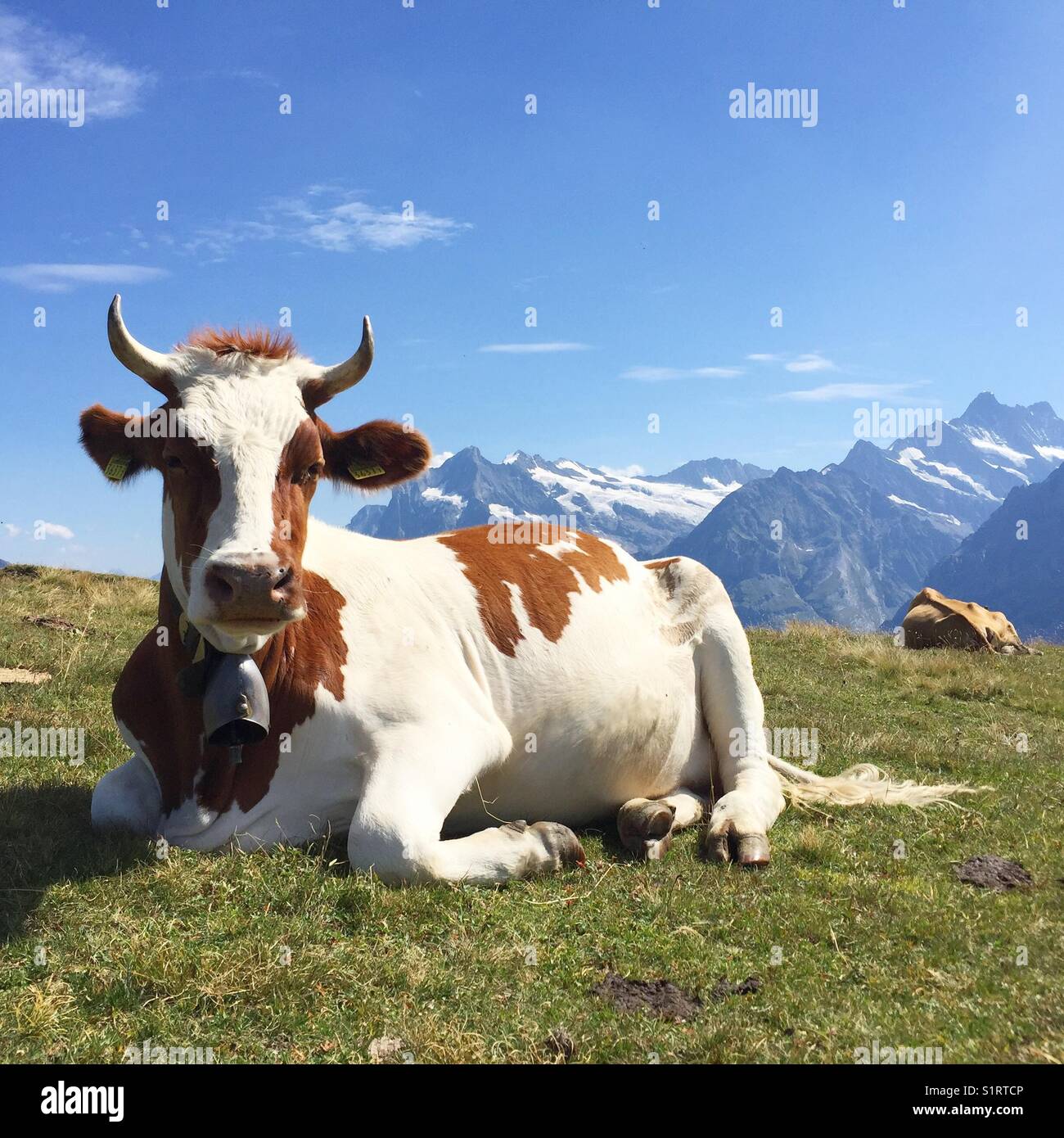 Vache suisse dans les alpes suisses Banque de photographies et d’images ...