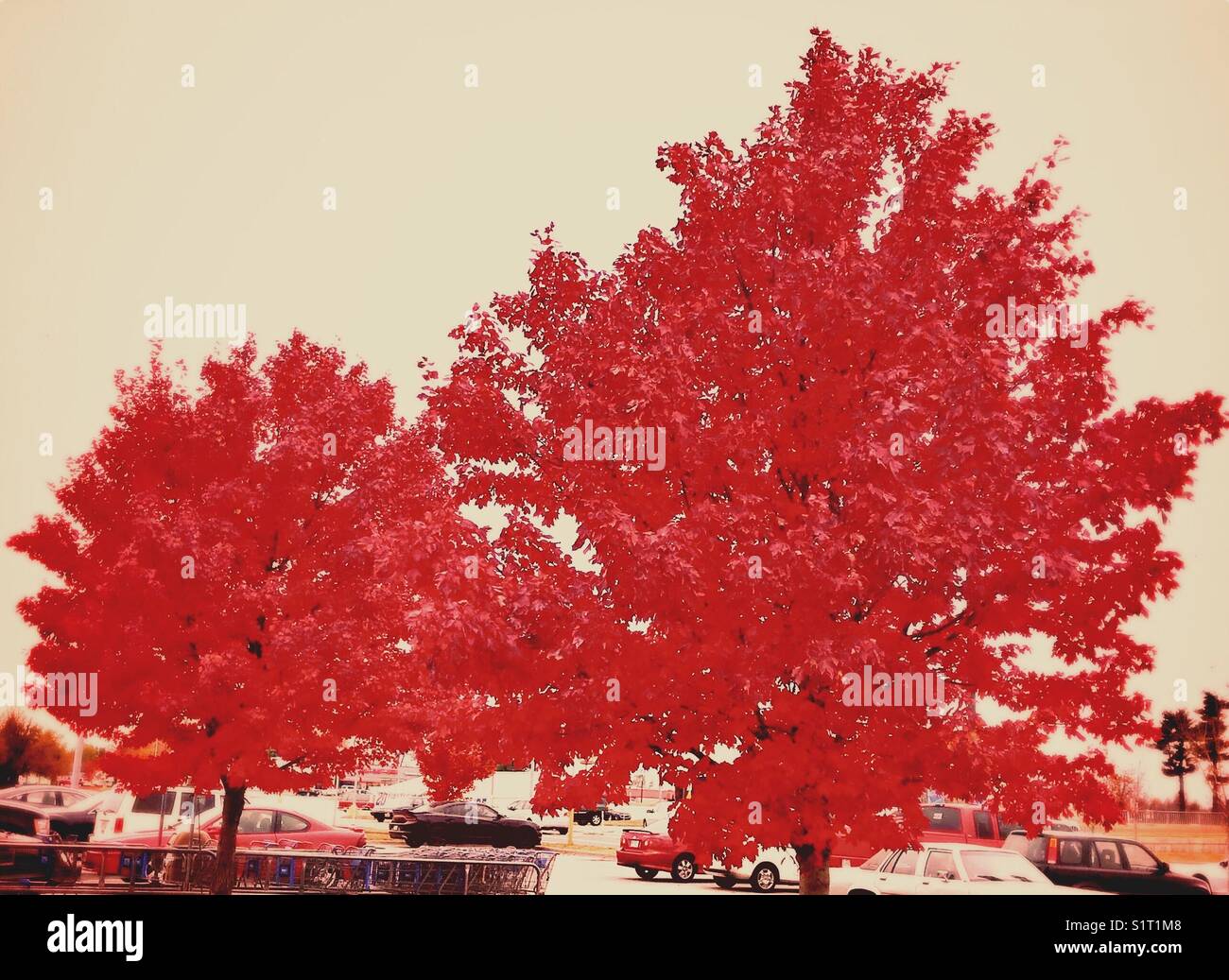 Arbres rouges Banque de photographies et d’images à haute résolution ...