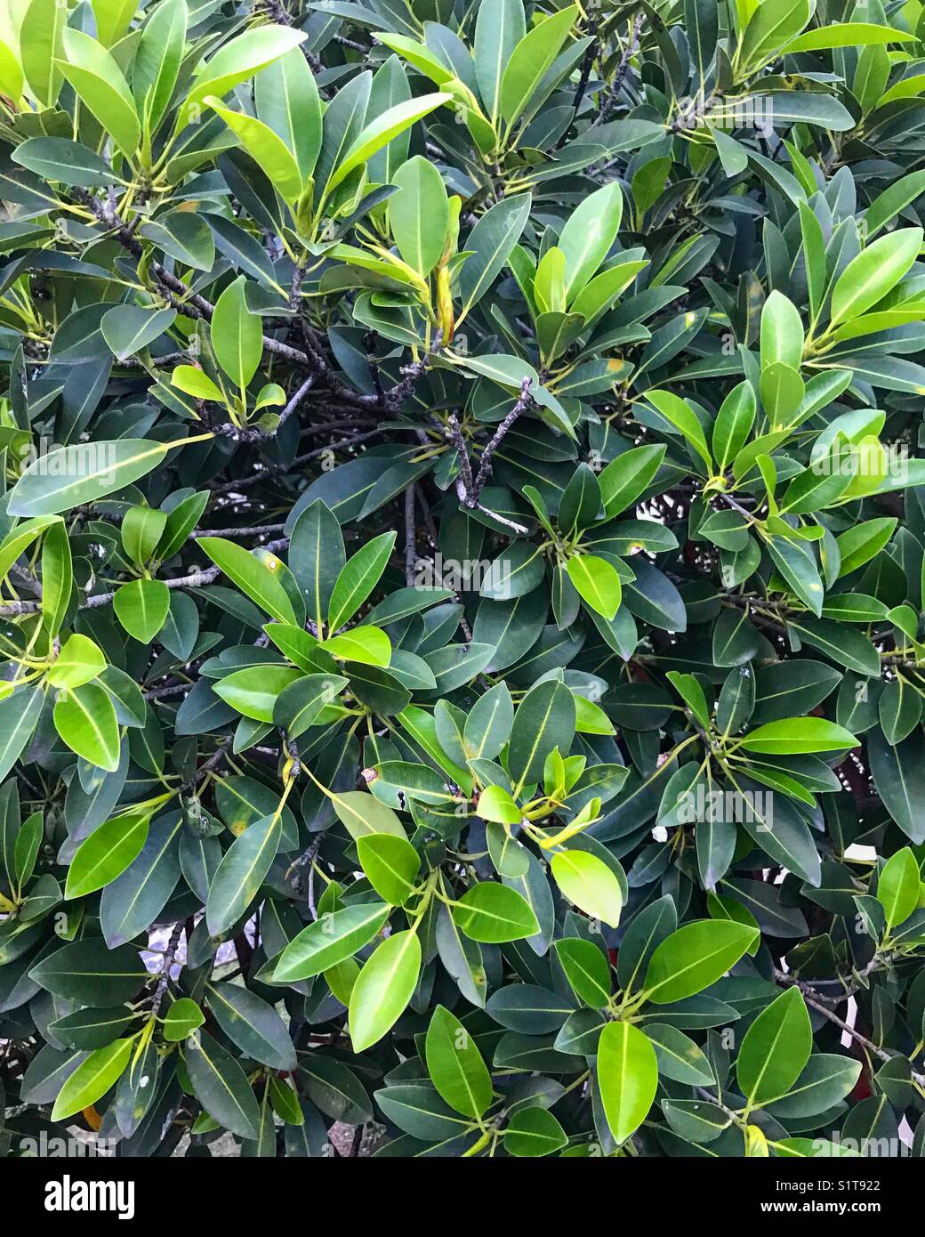 Different shades of green Banque de photographies et d’images à haute ...