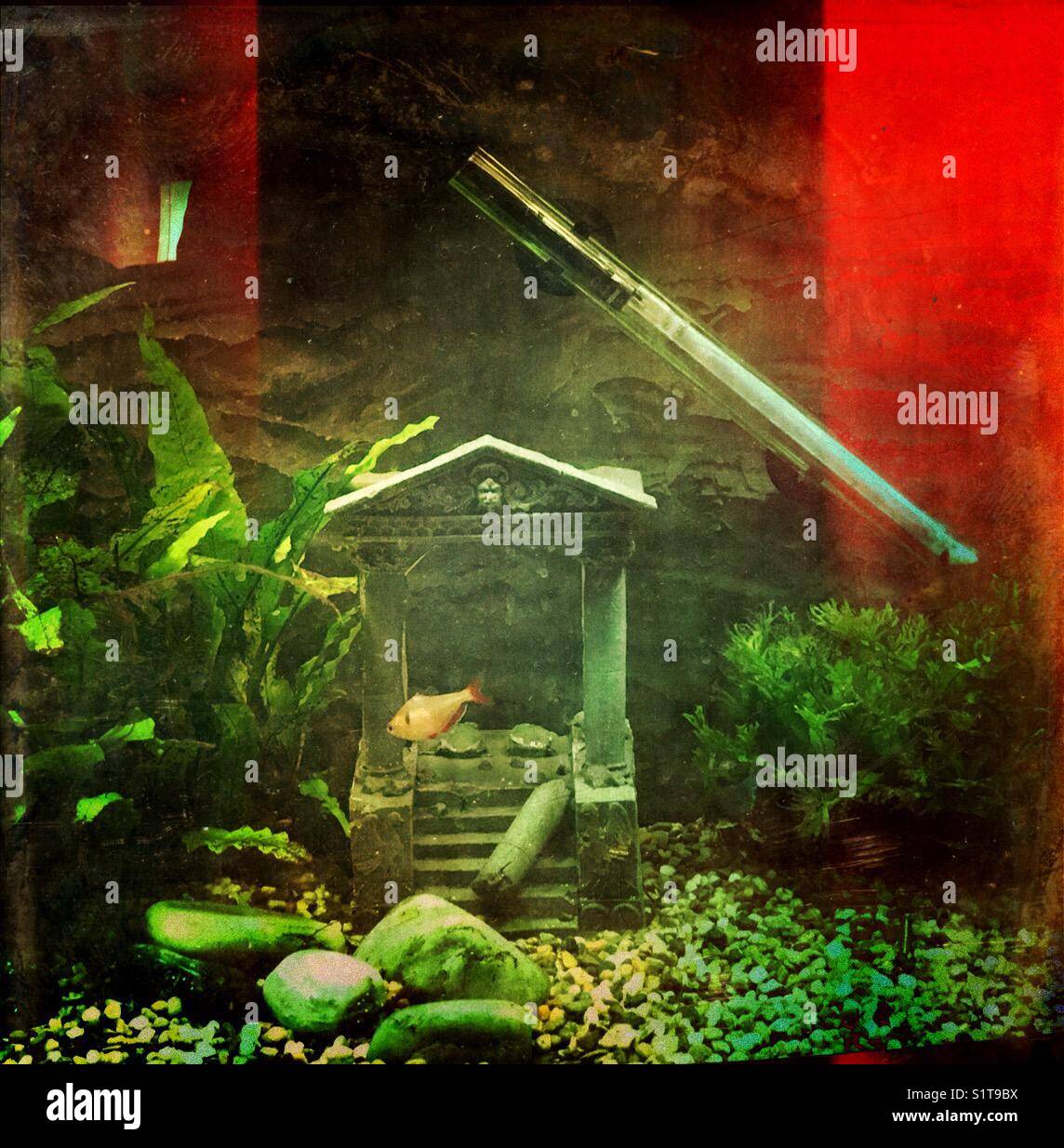 Aquarium de poissons Banque de photographies et d’images à haute ...