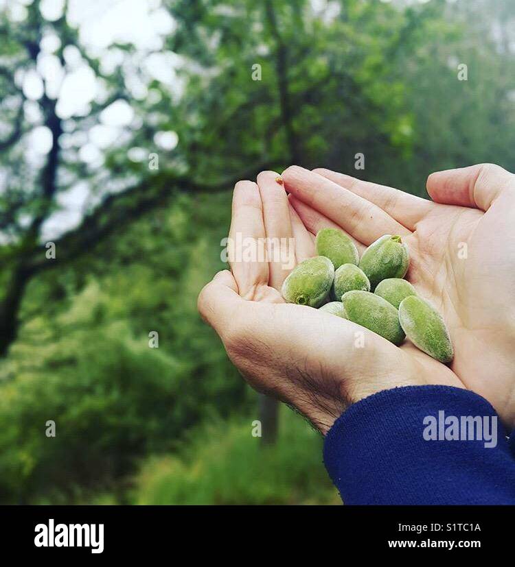Amandes vertes Banque de photographies et d’images à haute résolution ...