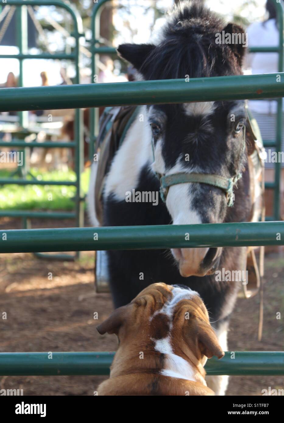 Chien cheval Banque de photographies et d’images à haute résolution - Alamy
