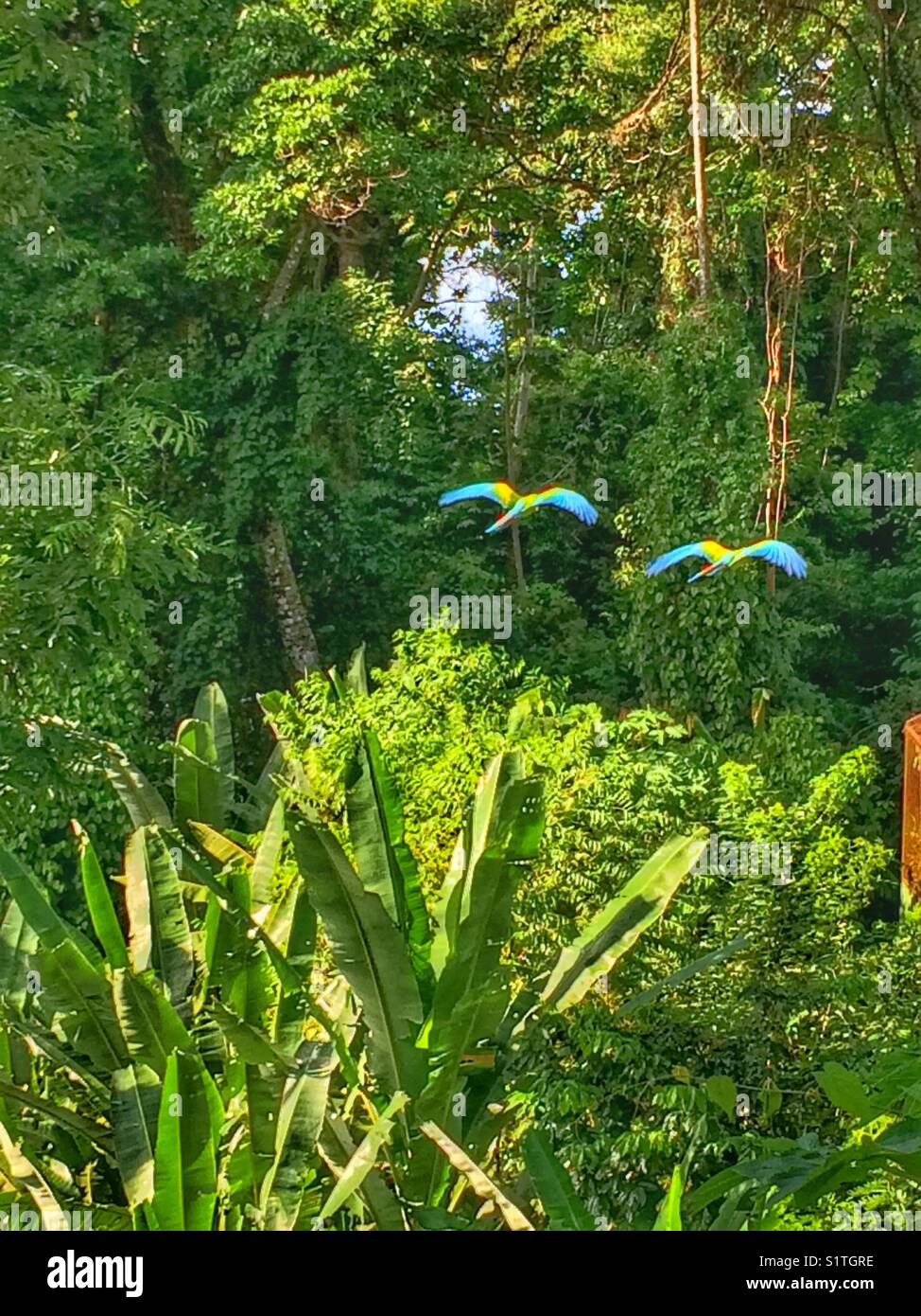 Couple perroquets Banque de photographies et d’images à haute ...